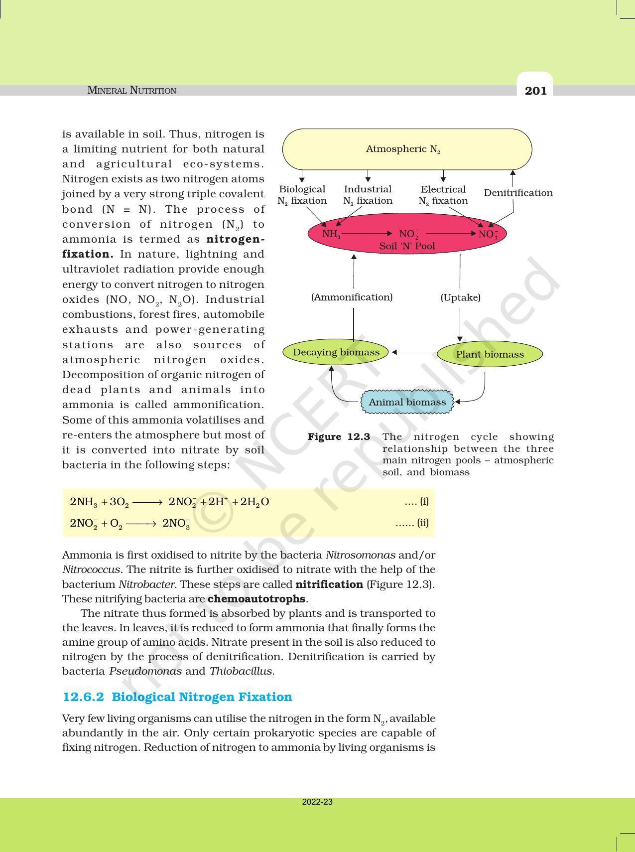 NCERT Book for Class 11 Biology Chapter 12 Mineral Nutrition