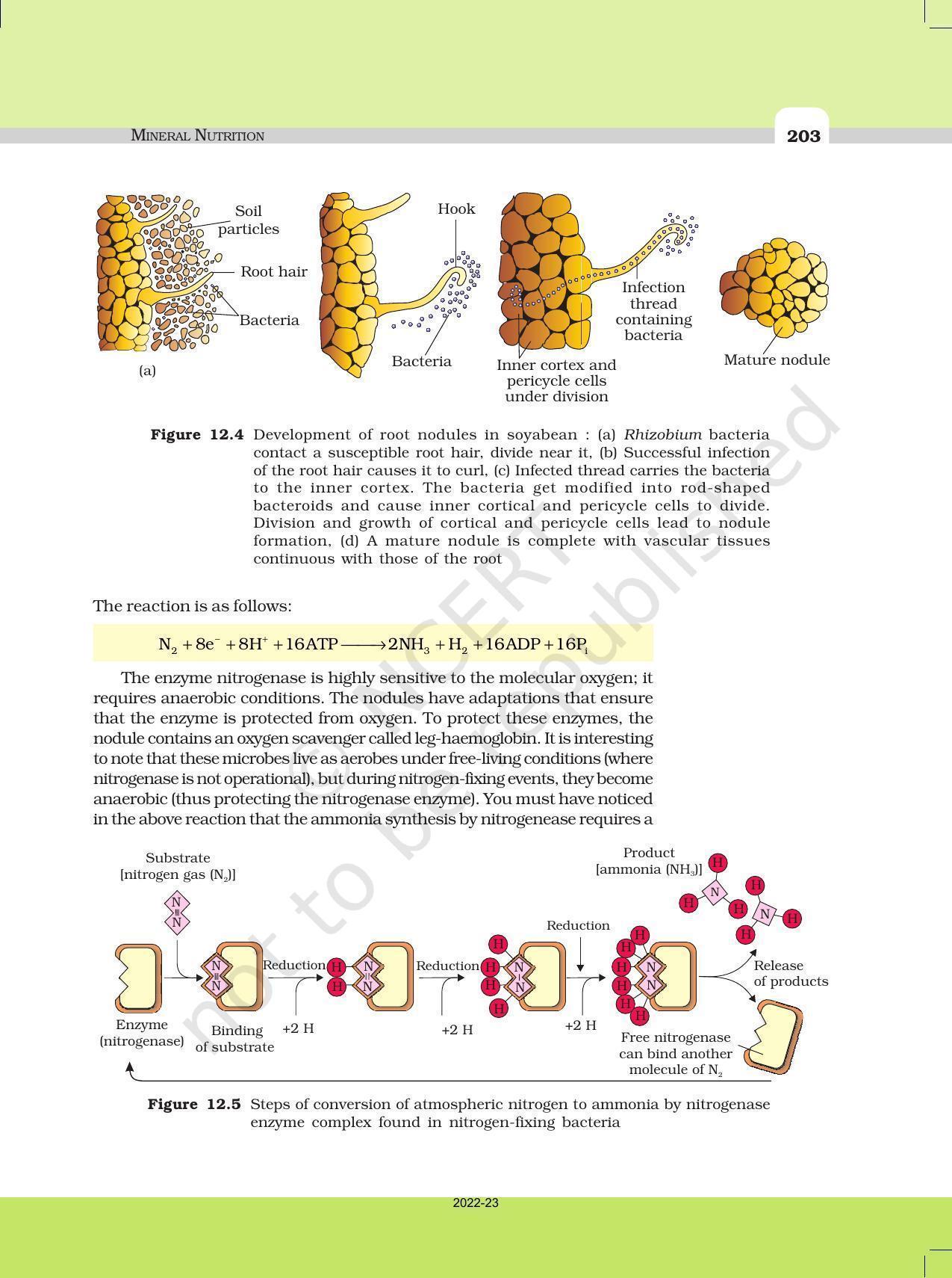 NCERT Book for Class 11 Biology Chapter 12 Mineral Nutrition