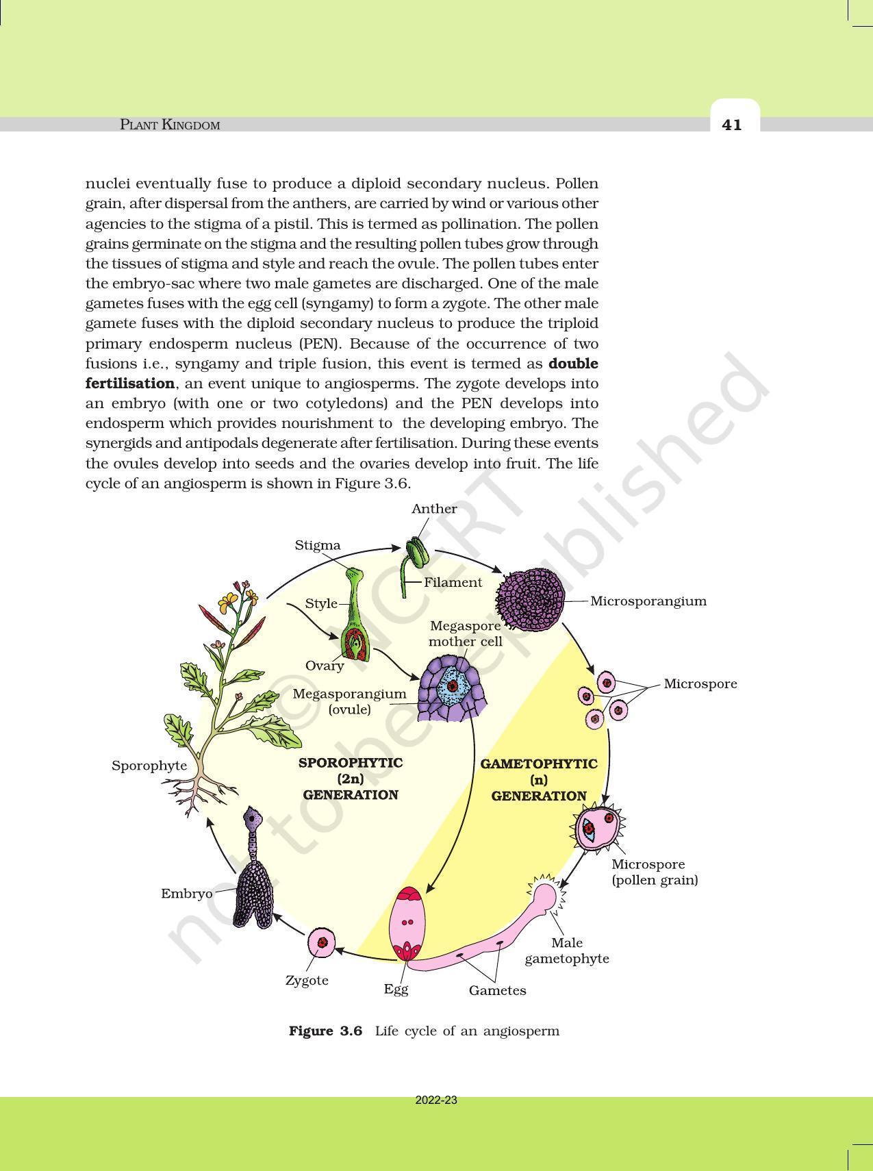 NCERT Book for Class 11 Biology Chapter 3 Plant Kingdom