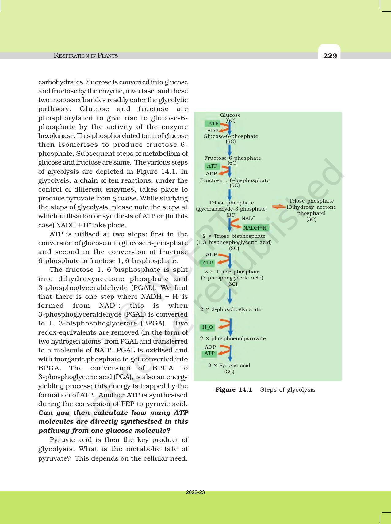 NCERT Book for Class 11 Biology Chapter 14 Respiration in Plants