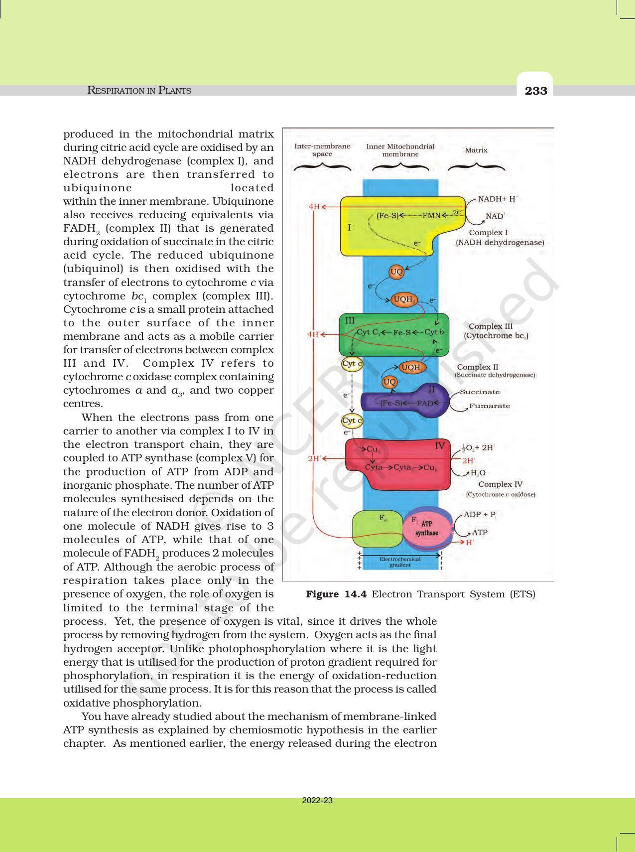 NCERT Book for Class 11 Biology Chapter 14 Respiration in Plants