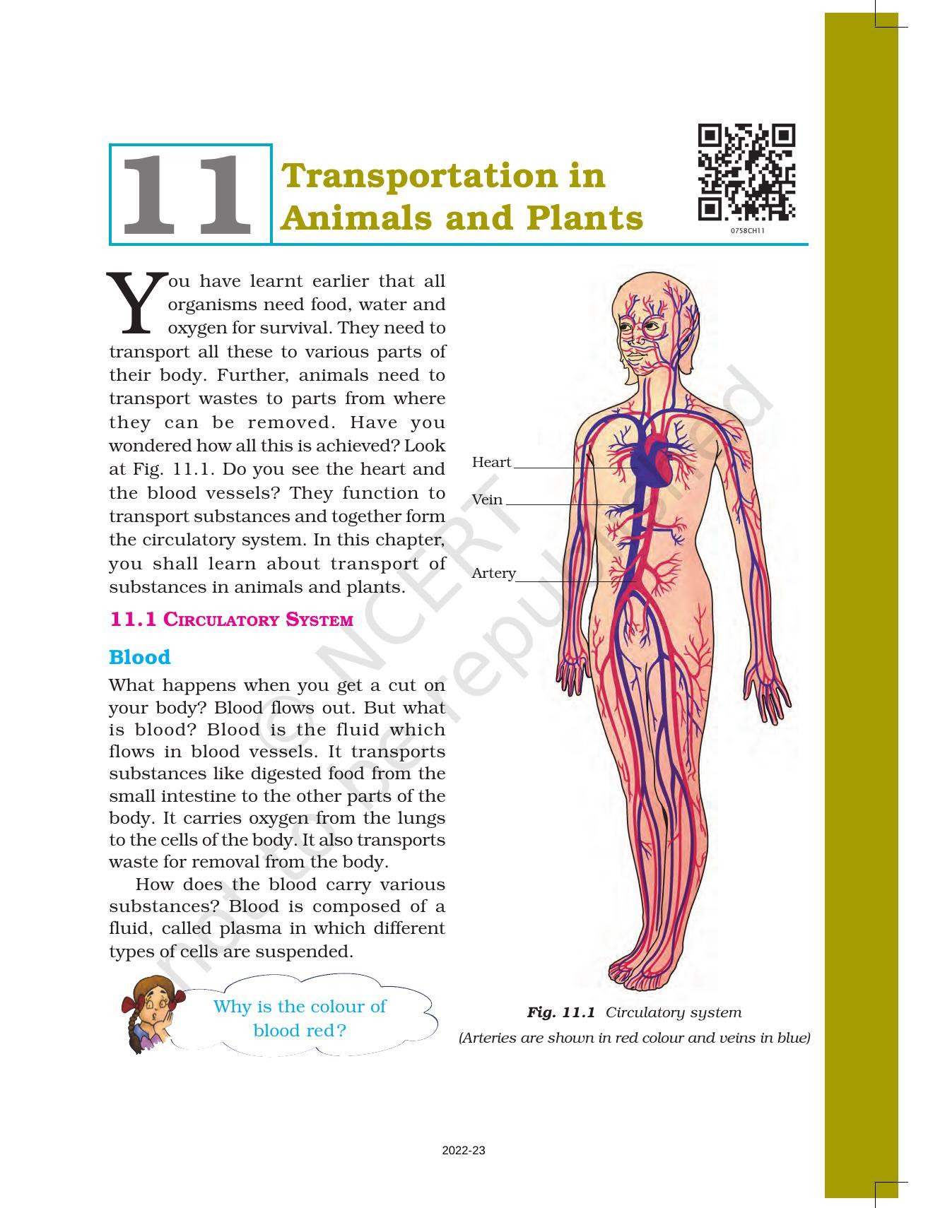 NCERT Book for Class 7 Science: Chapter 11-Transportation in Animals ...