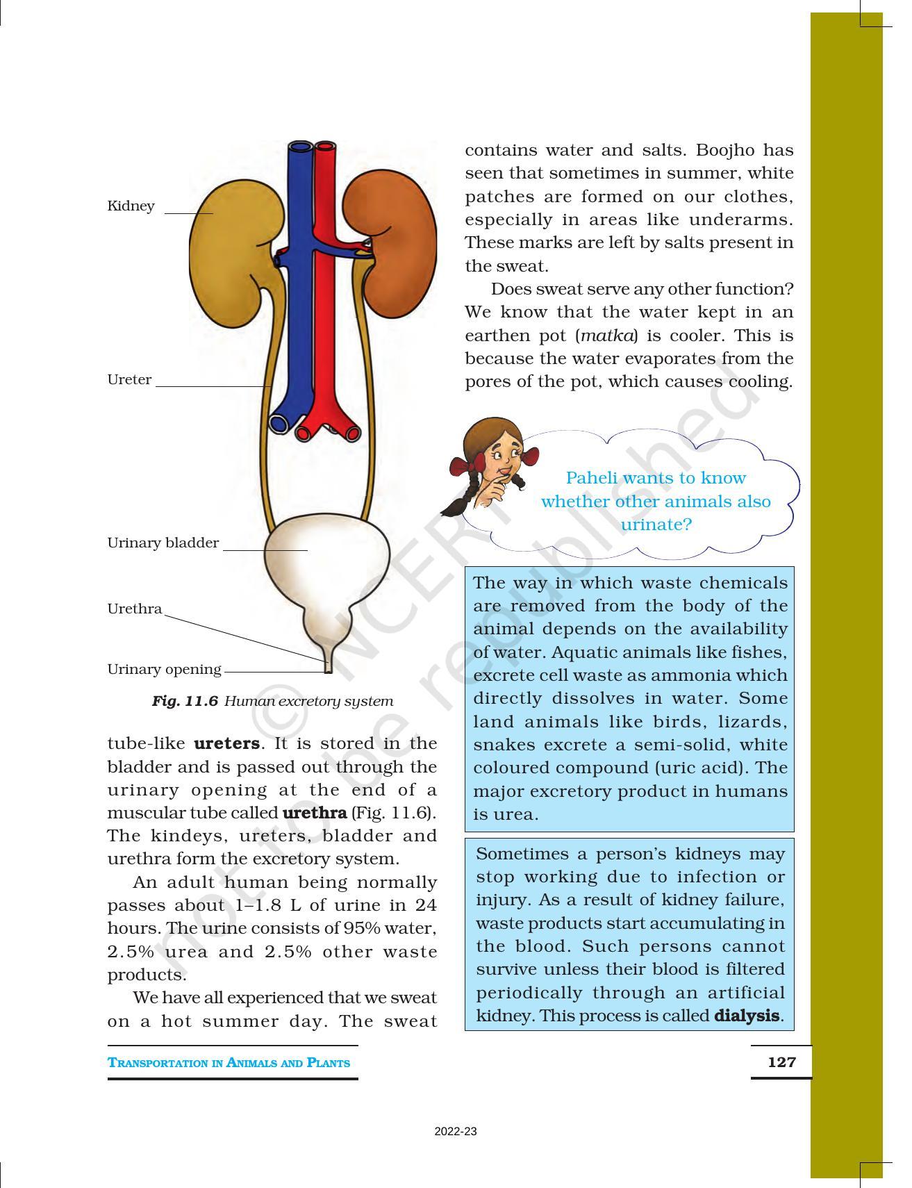 NCERT Book for Class 7 Science: Chapter 11-Transportation in Animals ...