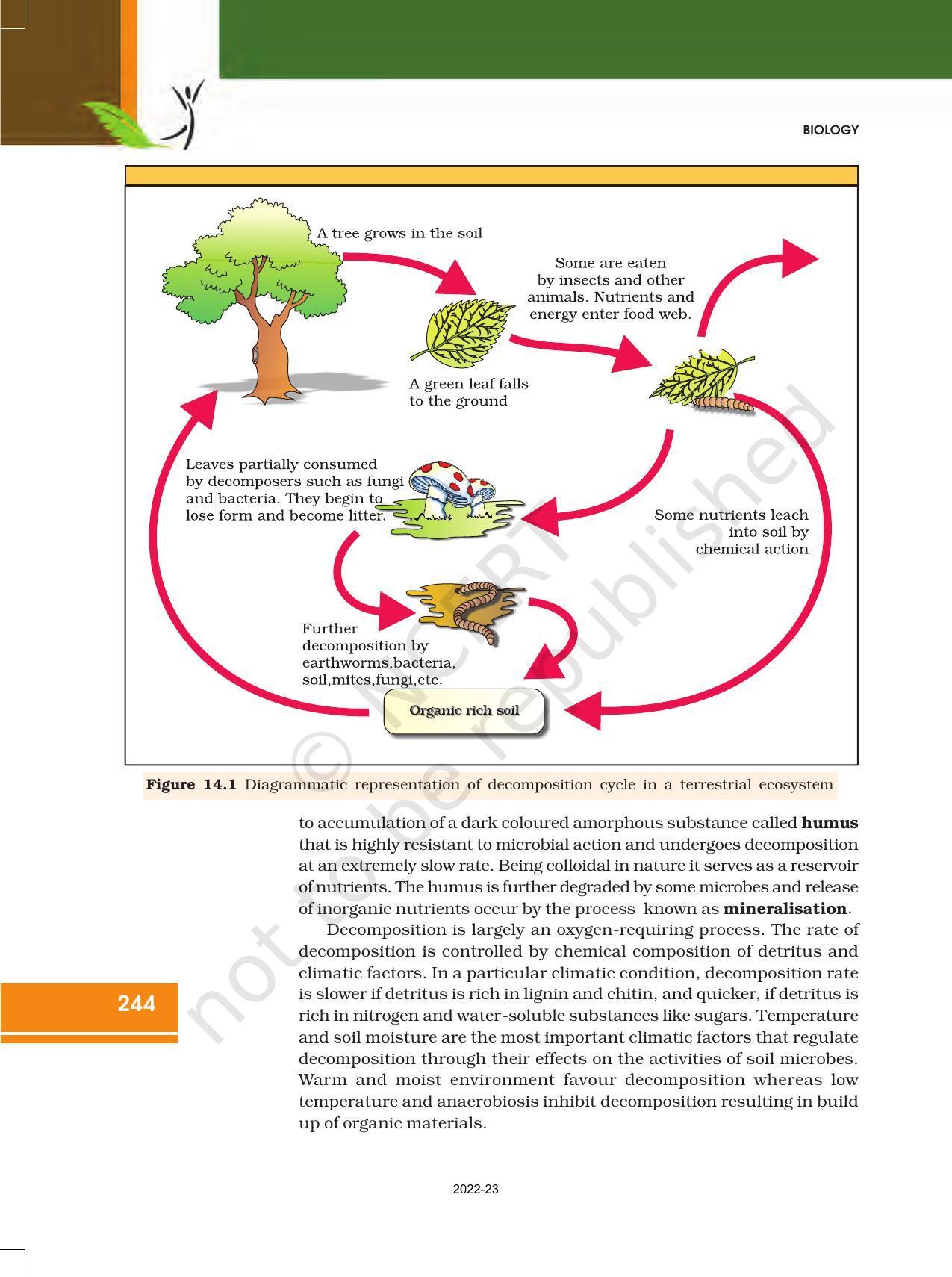 NCERT Book for Class 12 Biology Chapter 14 Ecosystem - IndCareer Docs