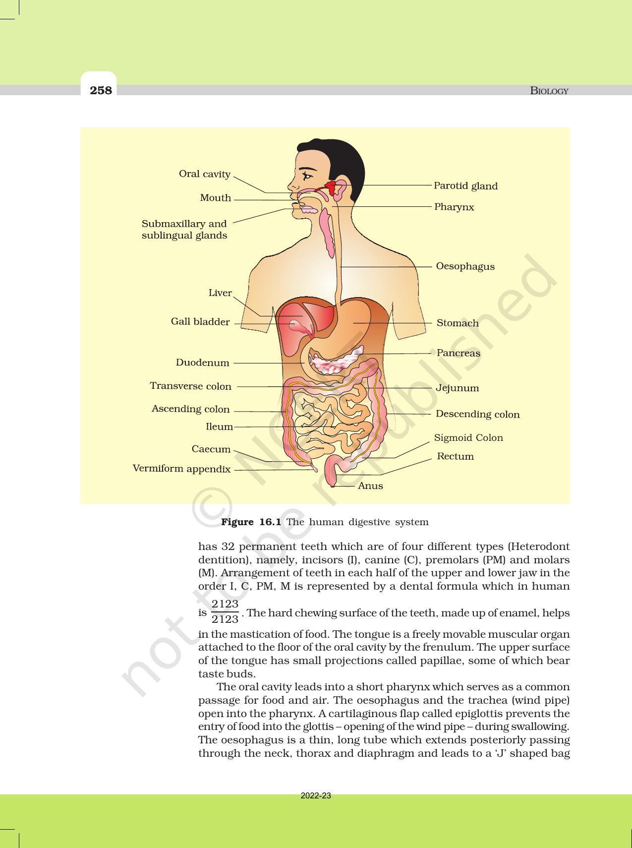 NCERT Book for Class 11 Biology Chapter 16 Digestion