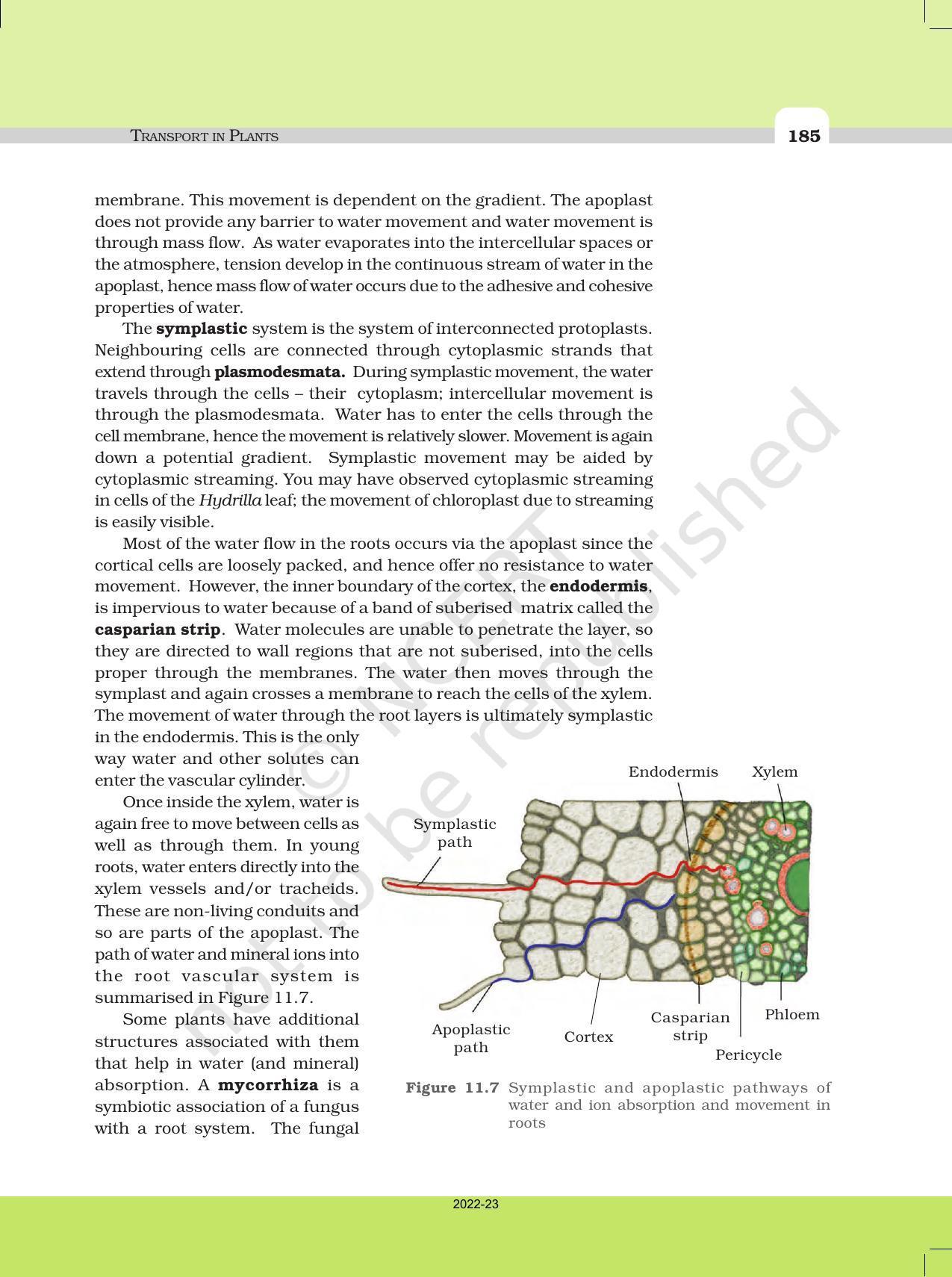 NCERT Book for Class 11 Biology Chapter 11 Transport in Plants
