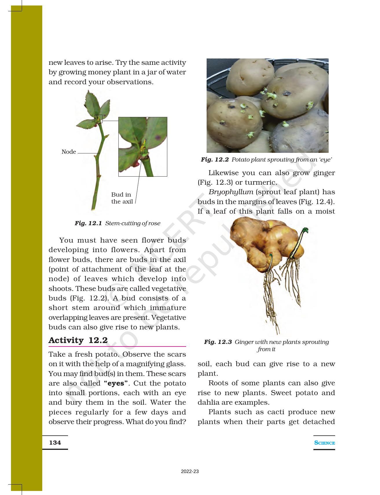 NCERT Book for Class 7 Science: Chapter 12-Reproduction in Plants ...