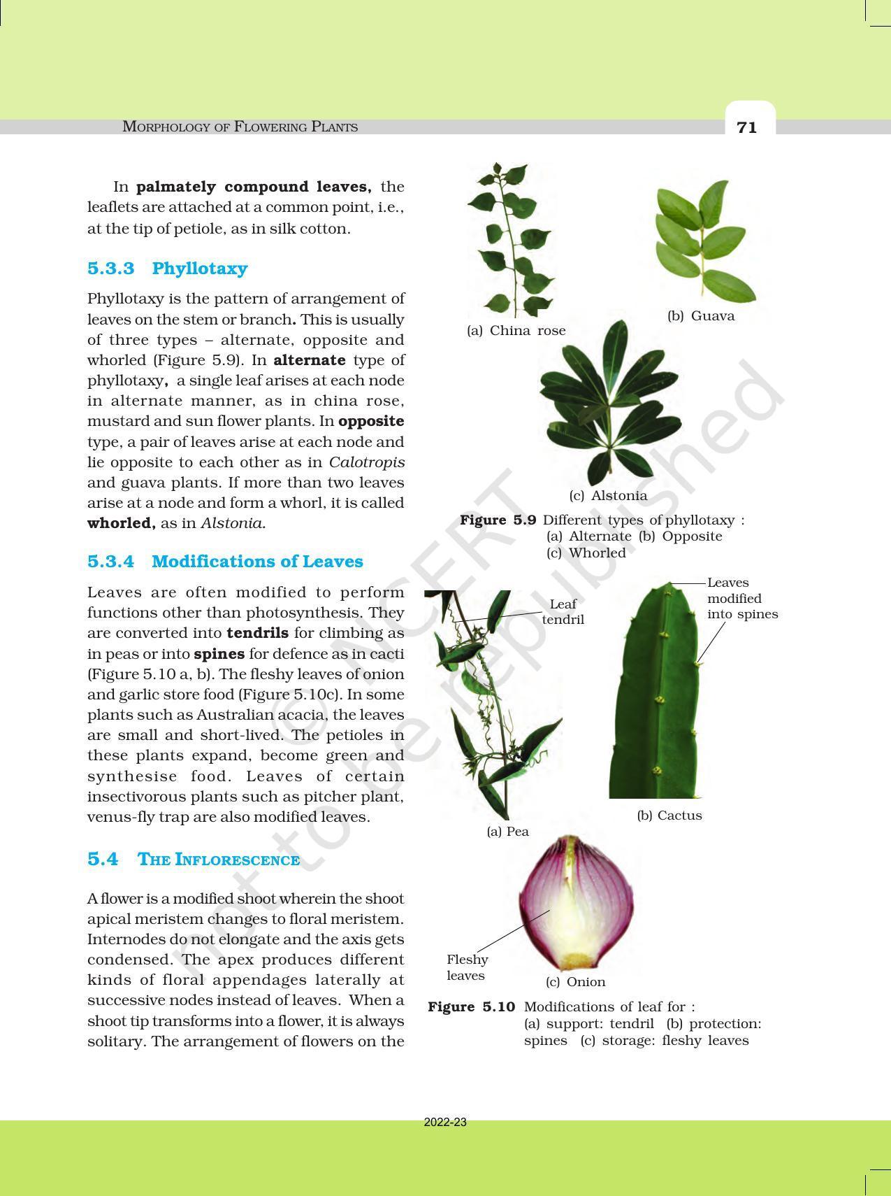 NCERT Book for Class 11 Biology Chapter 5 Morphology