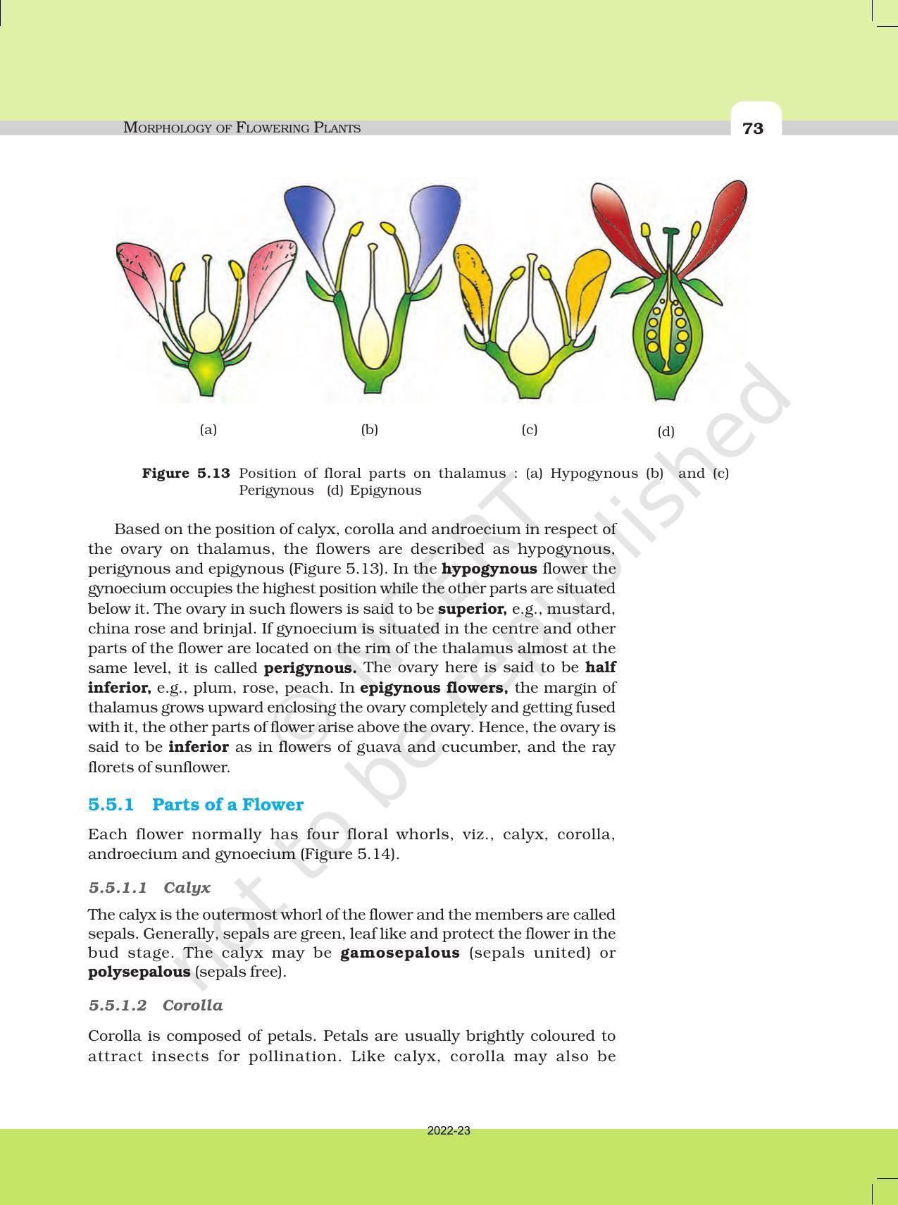 NCERT Book for Class 11 Biology Chapter 5 Morphology