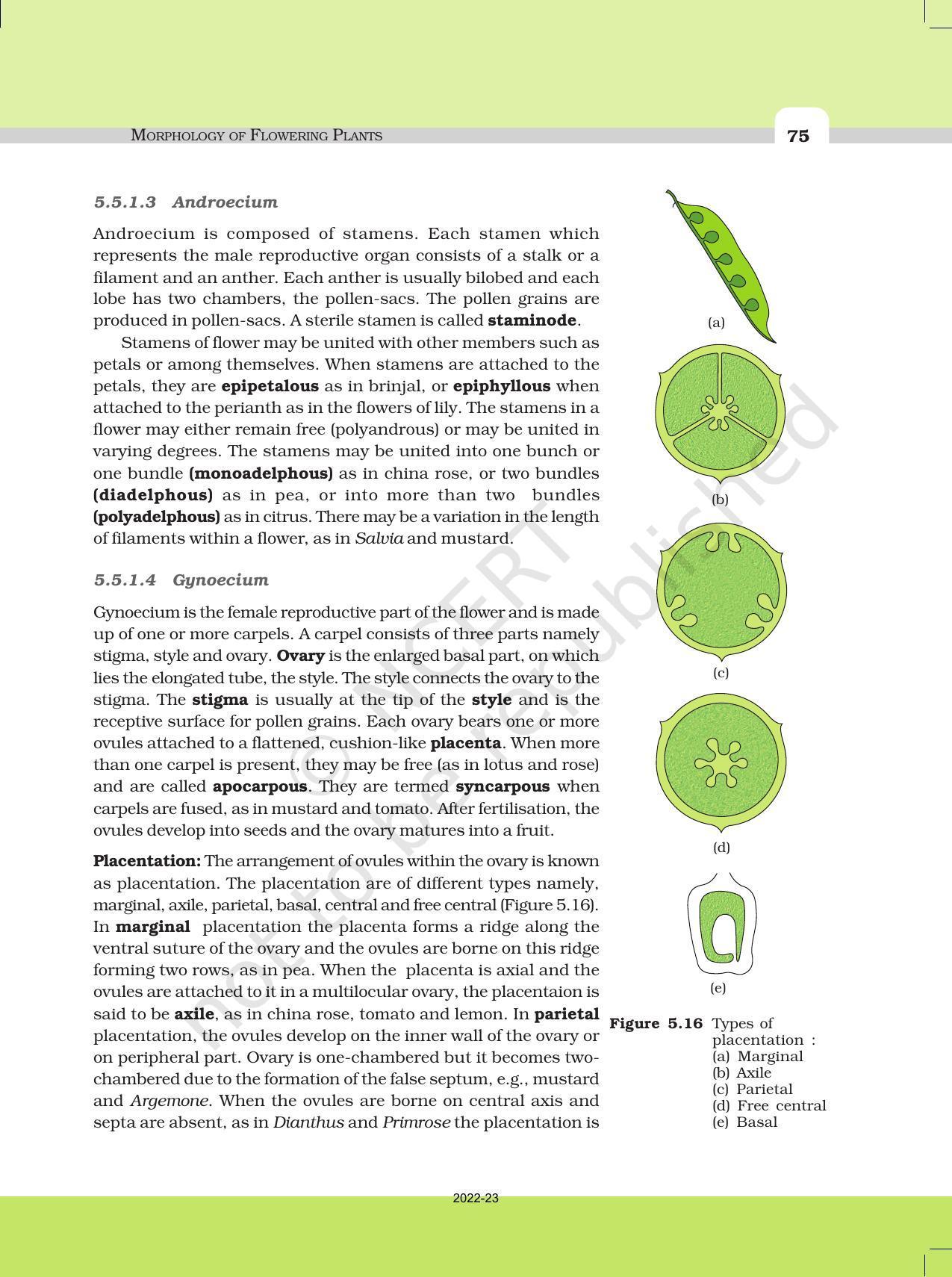 NCERT Book for Class 11 Biology Chapter 5 Morphology