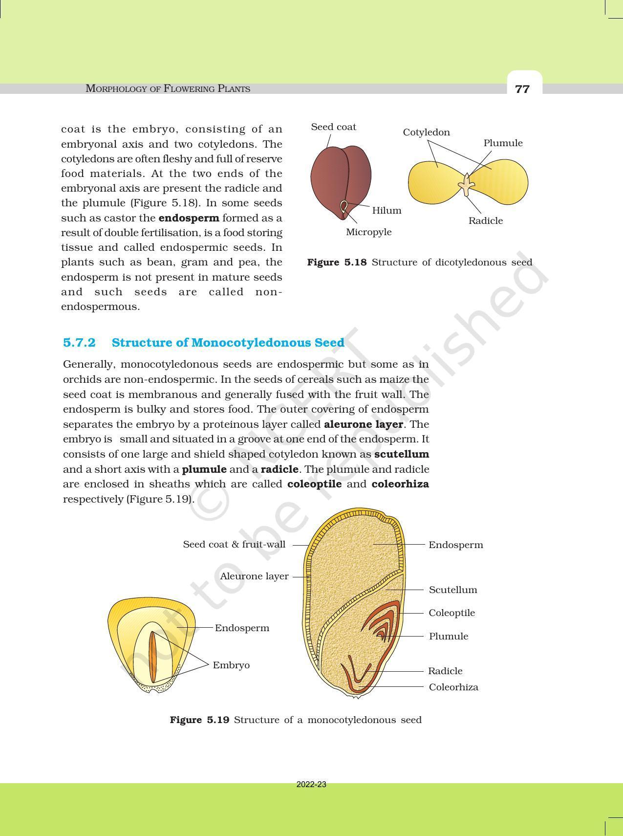 NCERT Book for Class 11 Biology Chapter 5 Morphology
