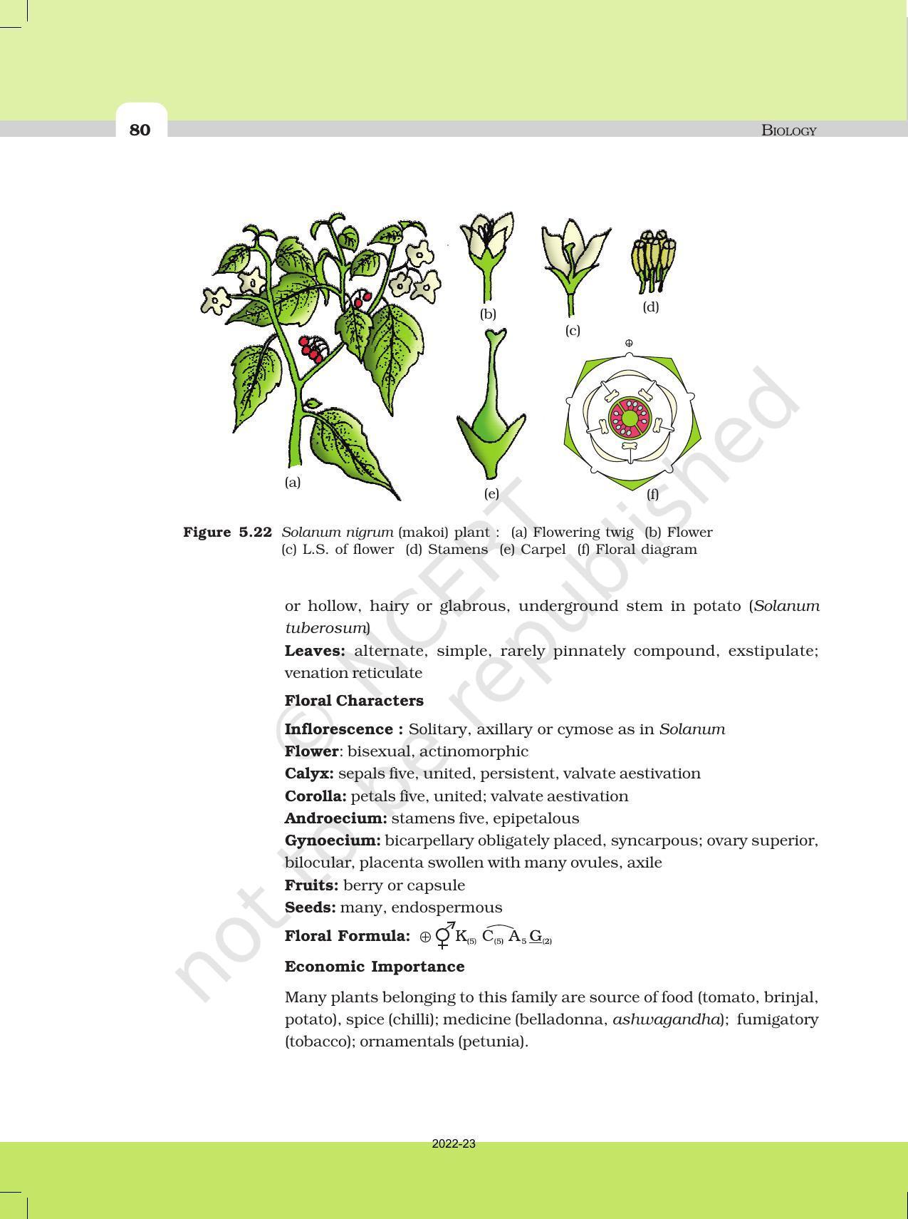 NCERT Book for Class 11 Biology Chapter 5 Morphology