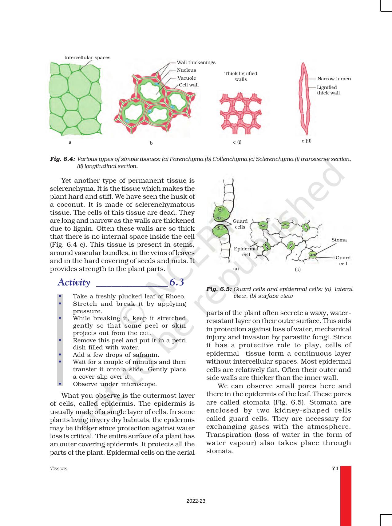 NCERT Book for Class 9 Science Chapter 6 Tissues