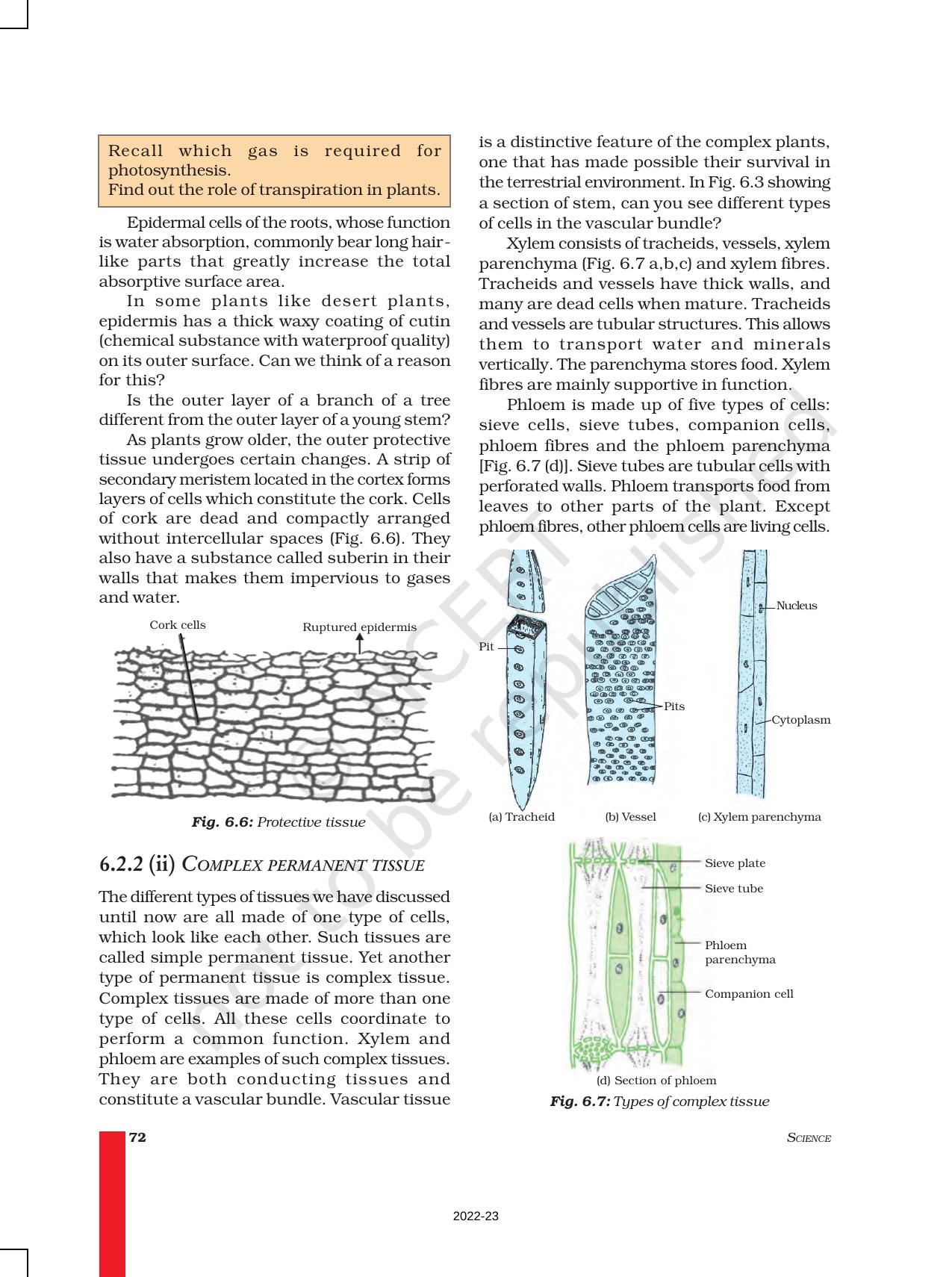 NCERT Book for Class 9 Science Chapter 6 Tissues