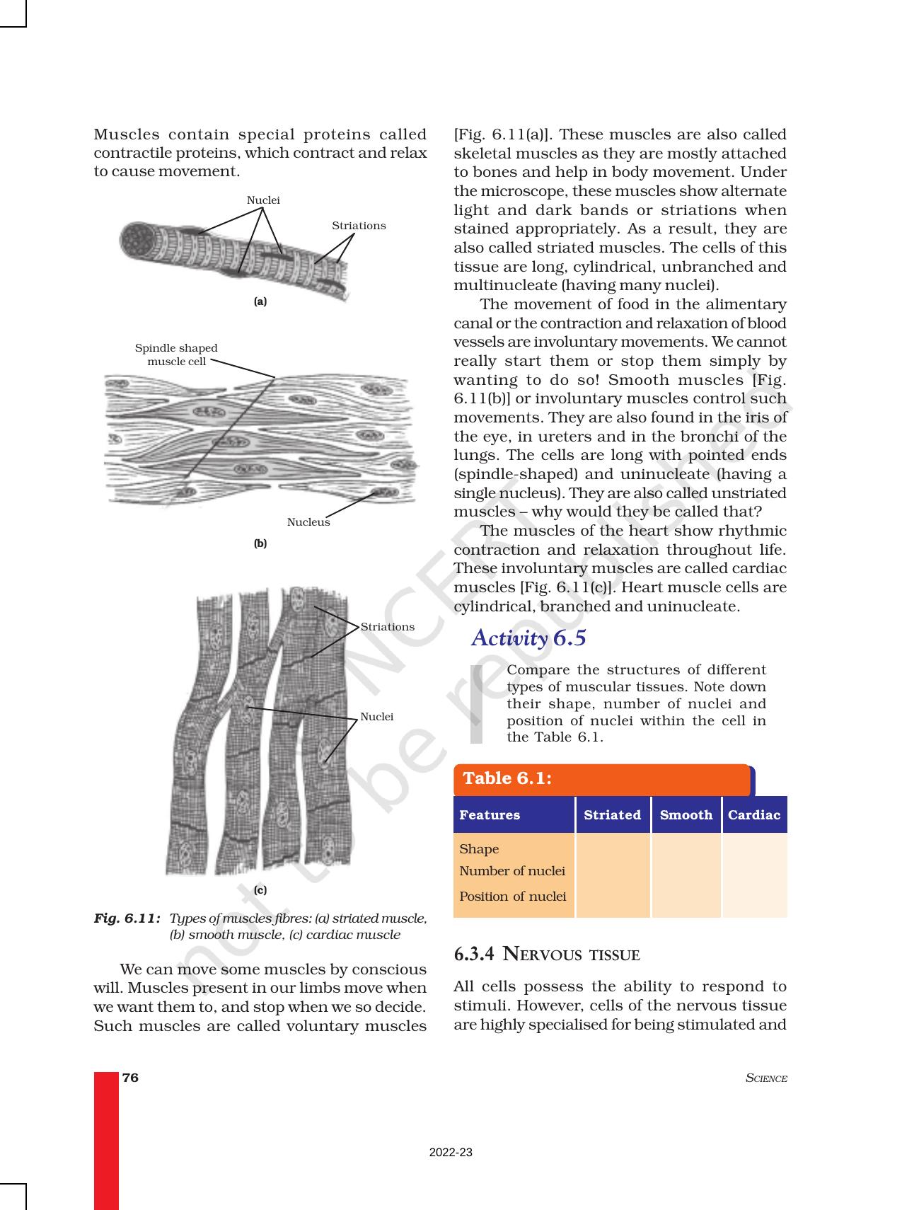 NCERT Book for Class 9 Science Chapter 6 Tissues