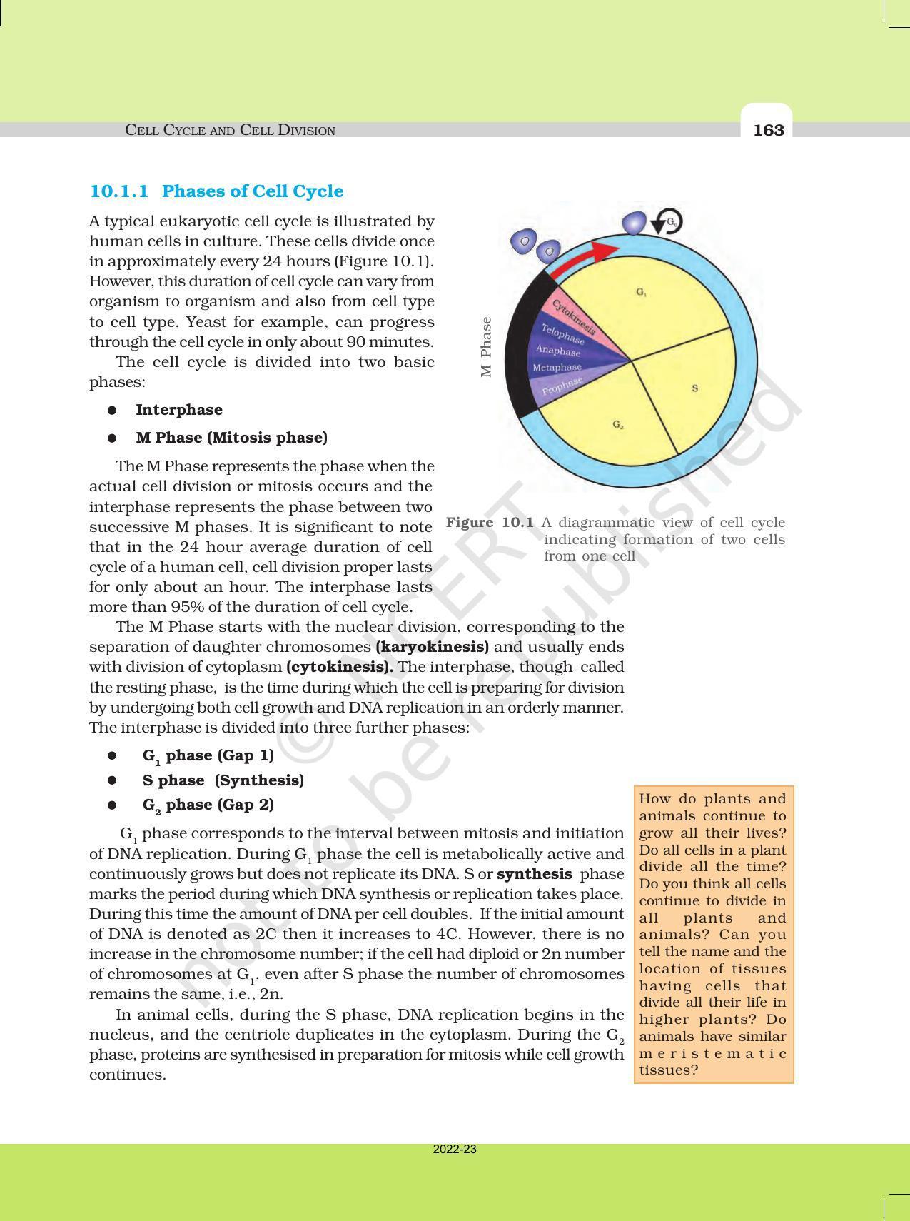 NCERT Book for Class 11 Biology Chapter 10 Cell Cycle and Cell
