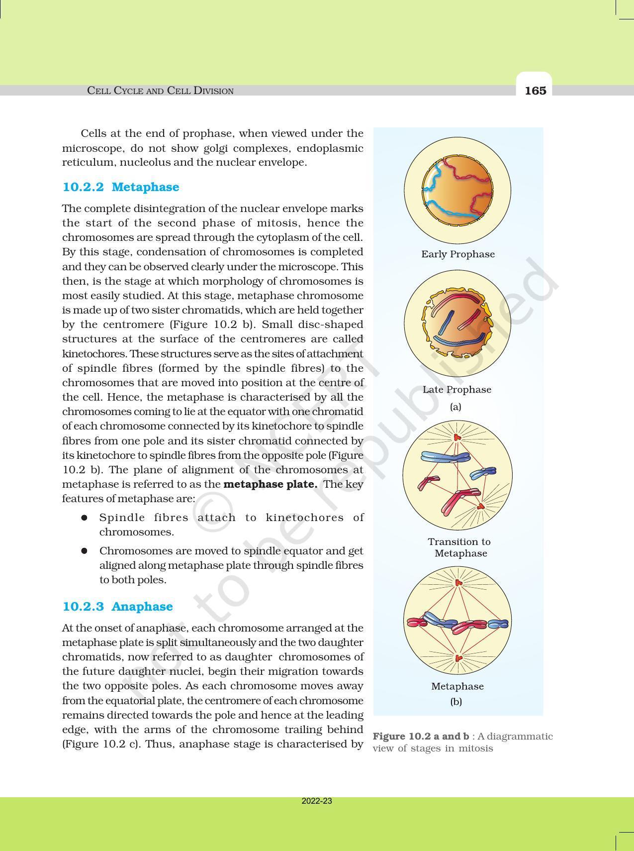 NCERT Book for Class 11 Biology Chapter 10 Cell Cycle and Cell Division ...