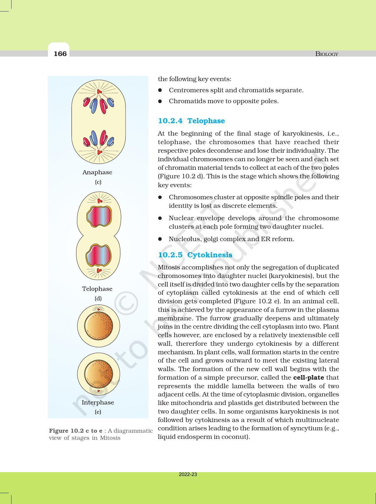 NCERT Book for Class 11 Biology Chapter 10 Cell Cycle and Cell Division ...