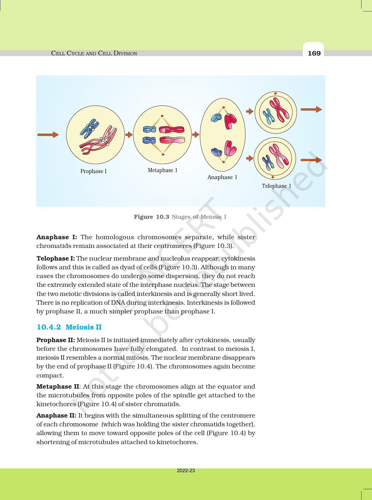 NCERT Book for Class 11 Biology Chapter 10 Cell Cycle and Cell Division ...