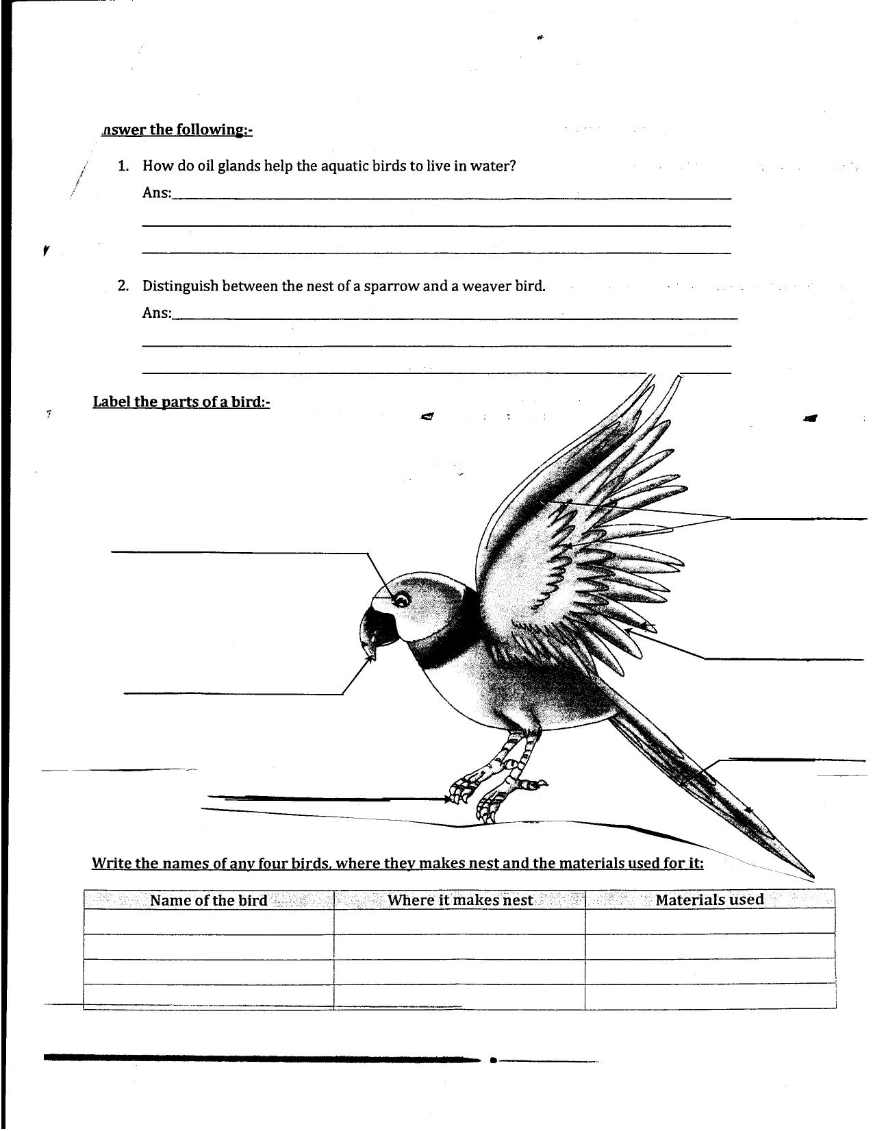 Worksheet for Class 3 EVS Assignment 104 Beautiful world of Birds ...