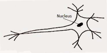NCERT Solutions for 8th Class Science: Chapter 8-Cell - Structure and ...