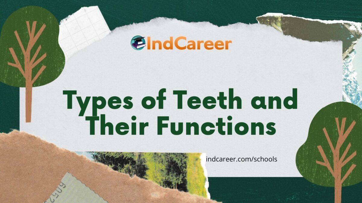 Types of Teeth and Their Functions - IndCareer Schools